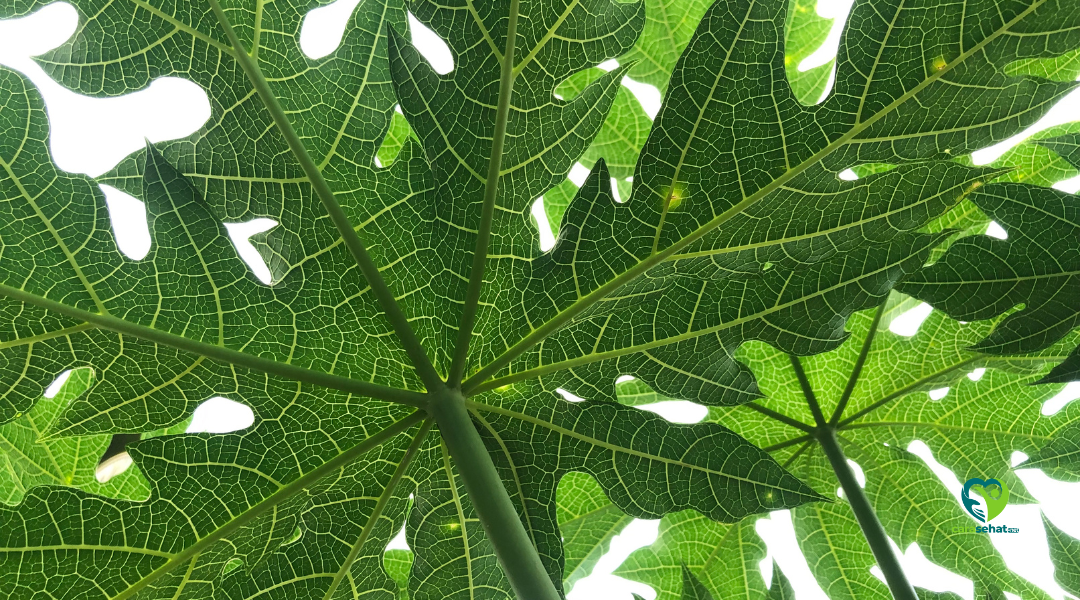 Manfaat Daun Pepaya untuk Kesehatan, Lebih dari Sekedar Daun - Cara Sehat